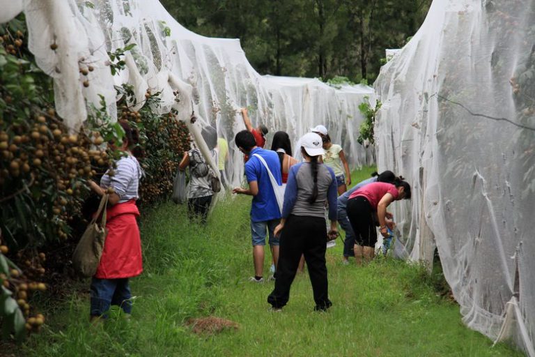 Top Farms That Offer Fruit Picking in Brisbane [2025]