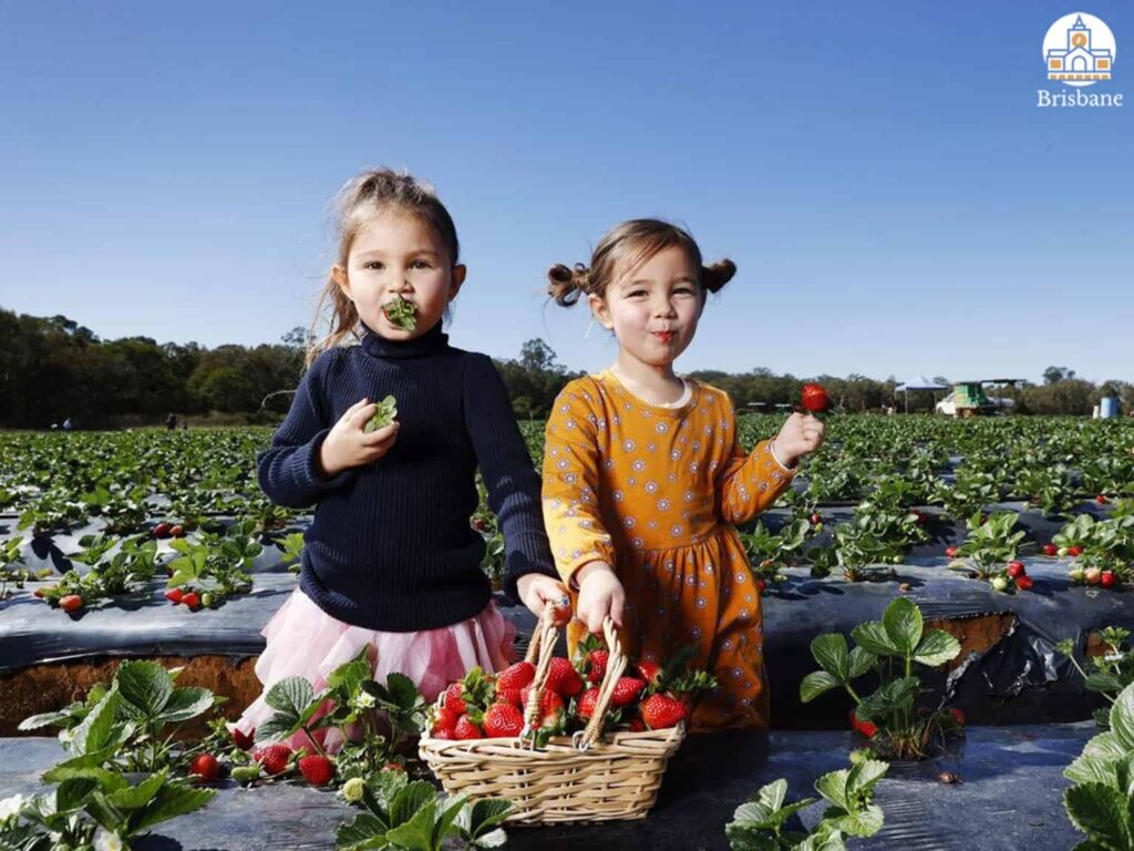 Fruitful Adventures: Best Strawberry Farms in Brisbane [2026]