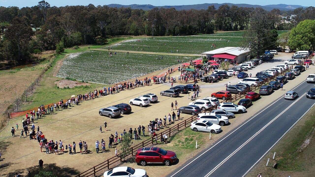 Fruitful Adventures: Best Strawberry Farms in Brisbane [2026]