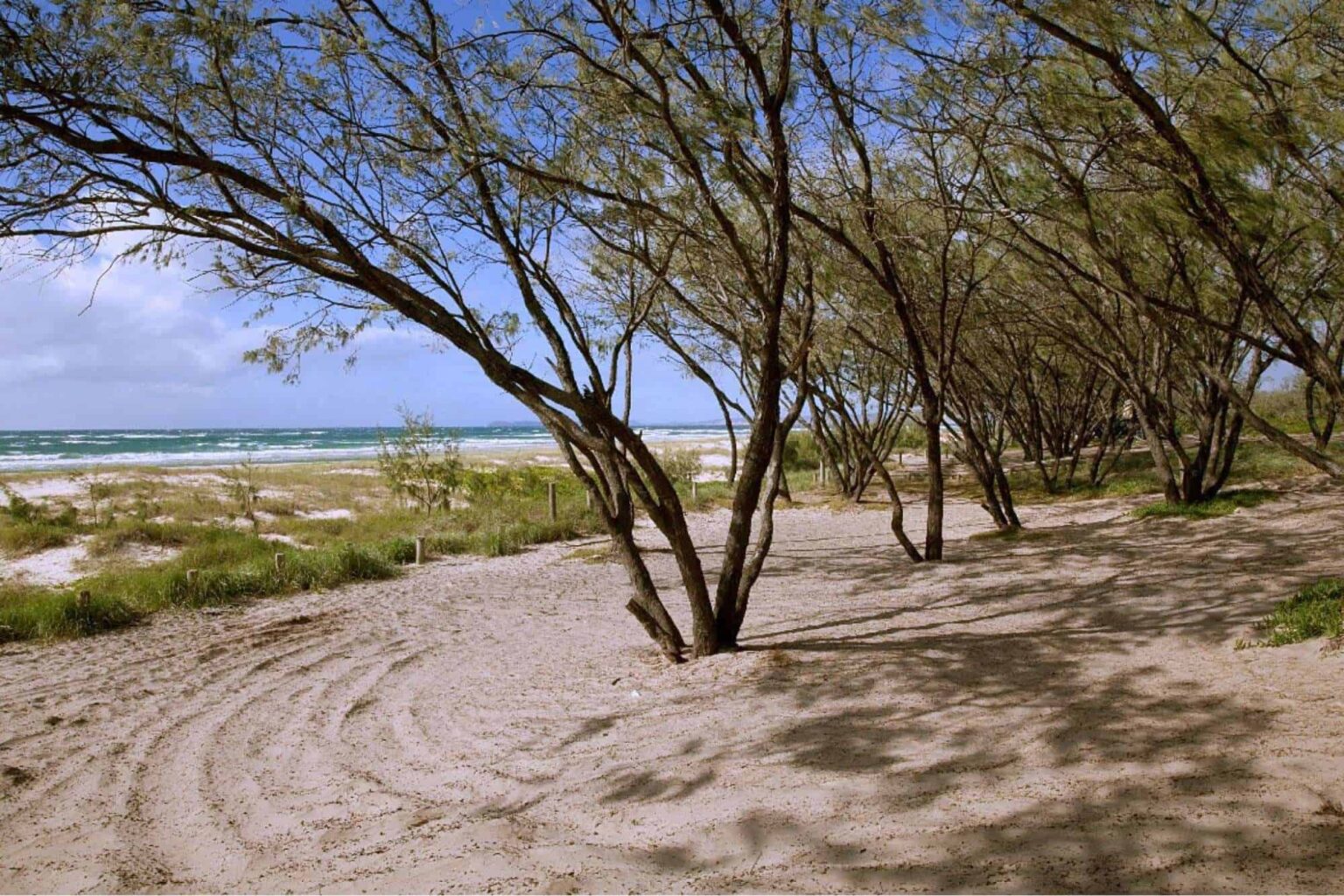 Best Dog-friendly Camping Spots Near Brisbane [2026]
