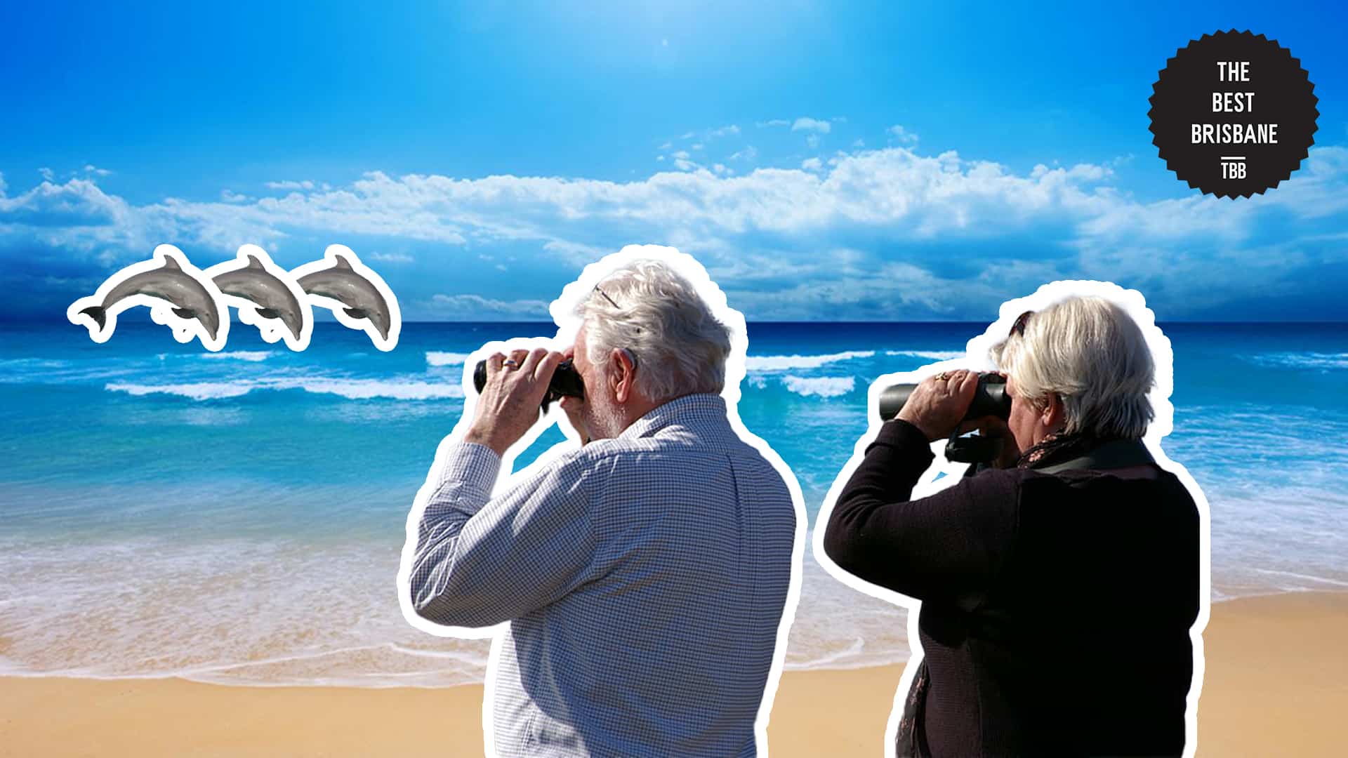 Can You Swim With Dolphins in Brisbane? [2025]